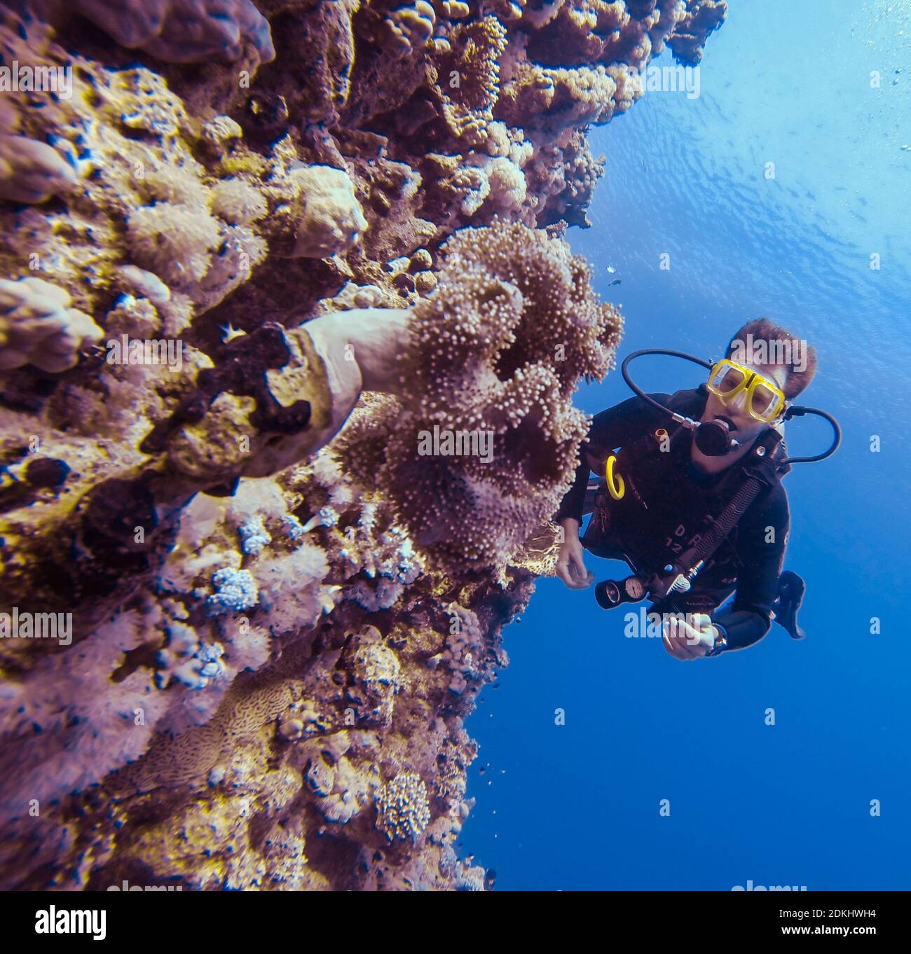 Diving in the Ocean Stock Photo - Alamy