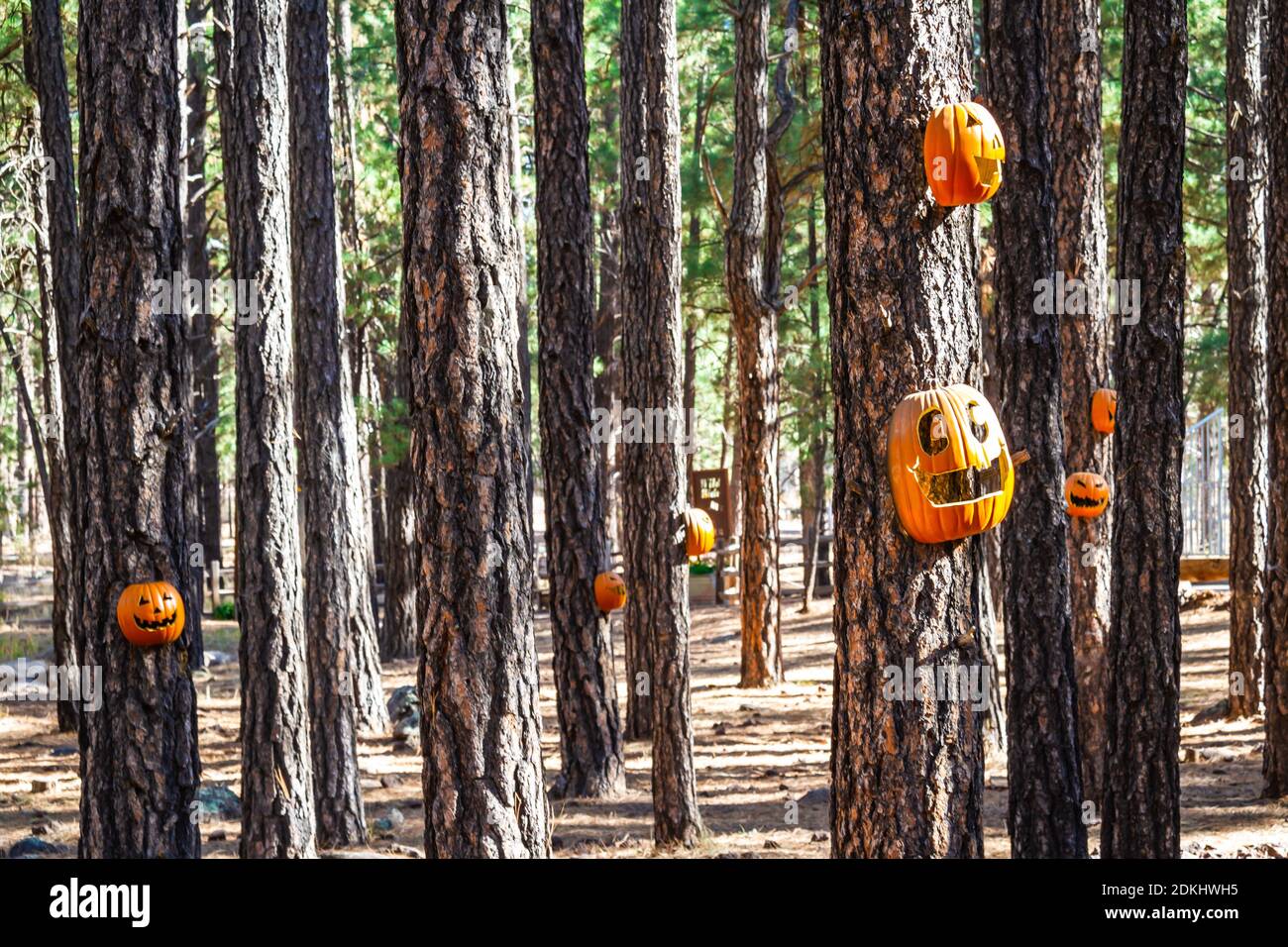 Jack-o-lantern pumpkins in a haunted forest hanging on trees Stock ...