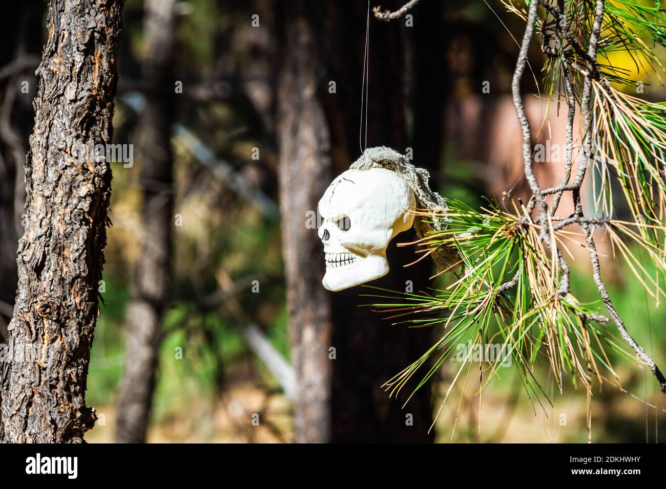 Skulls in a hunted forest hanging on trees with long shadows Stock ...