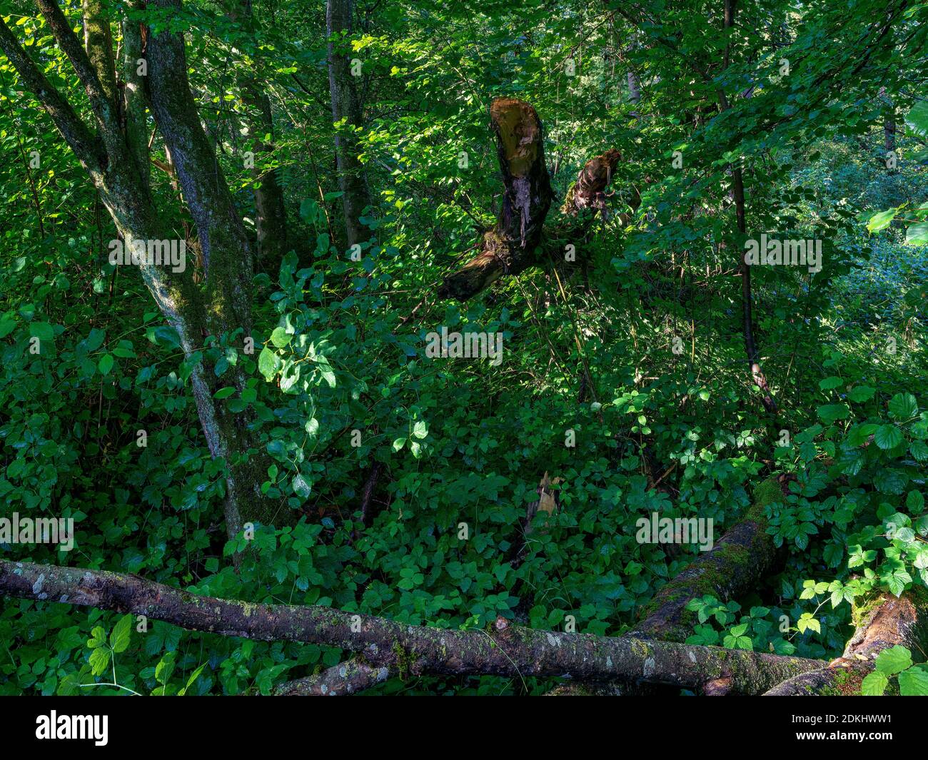 Bank of trees hi-res stock photography and images - Alamy