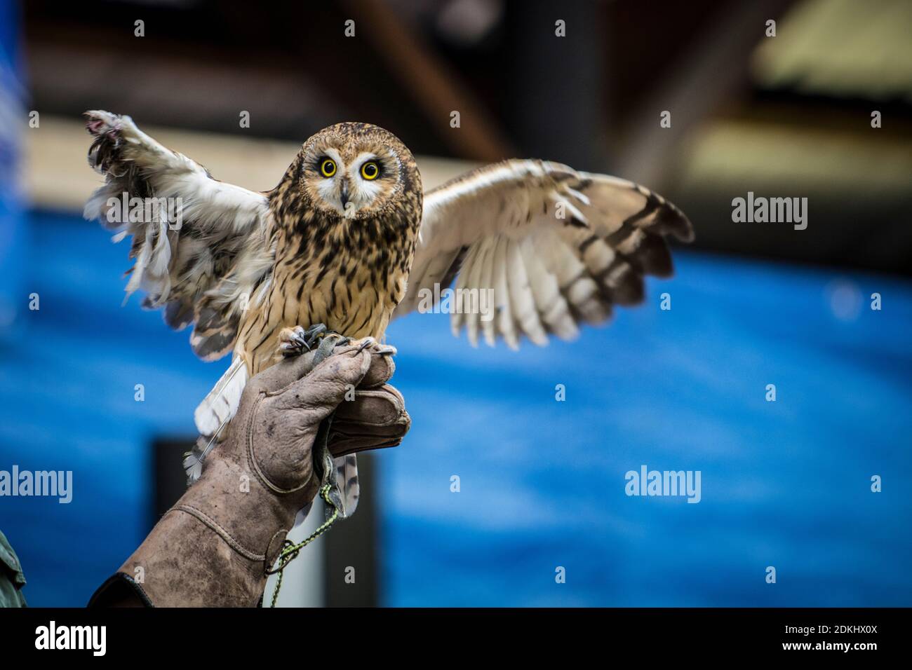 Falcon glove flying hi-res stock photography and images - Alamy