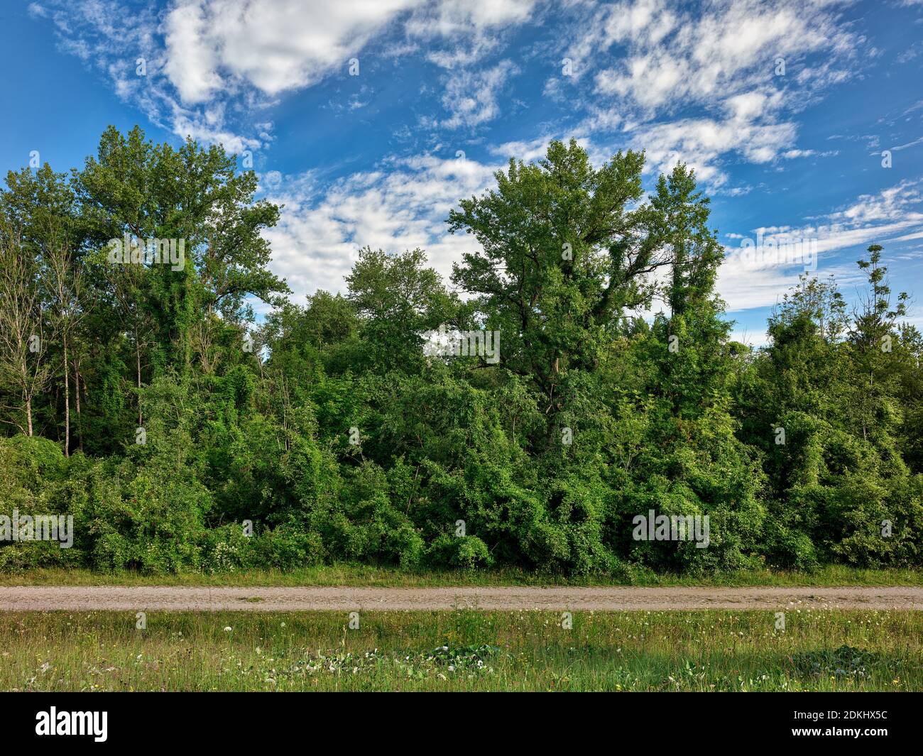 Lech terrace, Lech, bank, river bank, deciduous trees, forest, alluvial ...