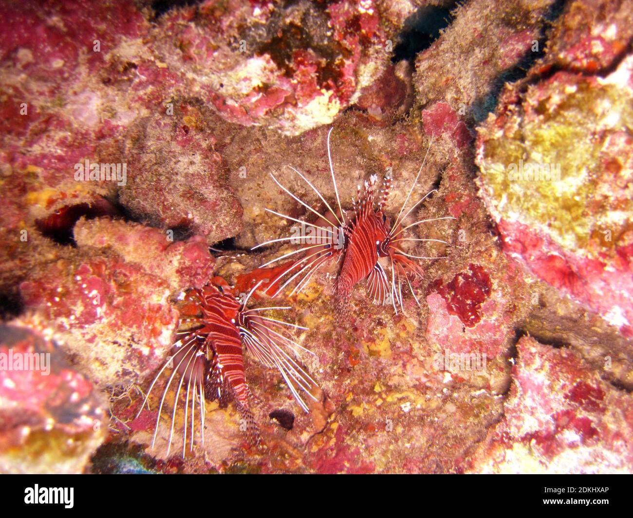 Red sea lion fish octopus hi-res stock photography and images - Alamy