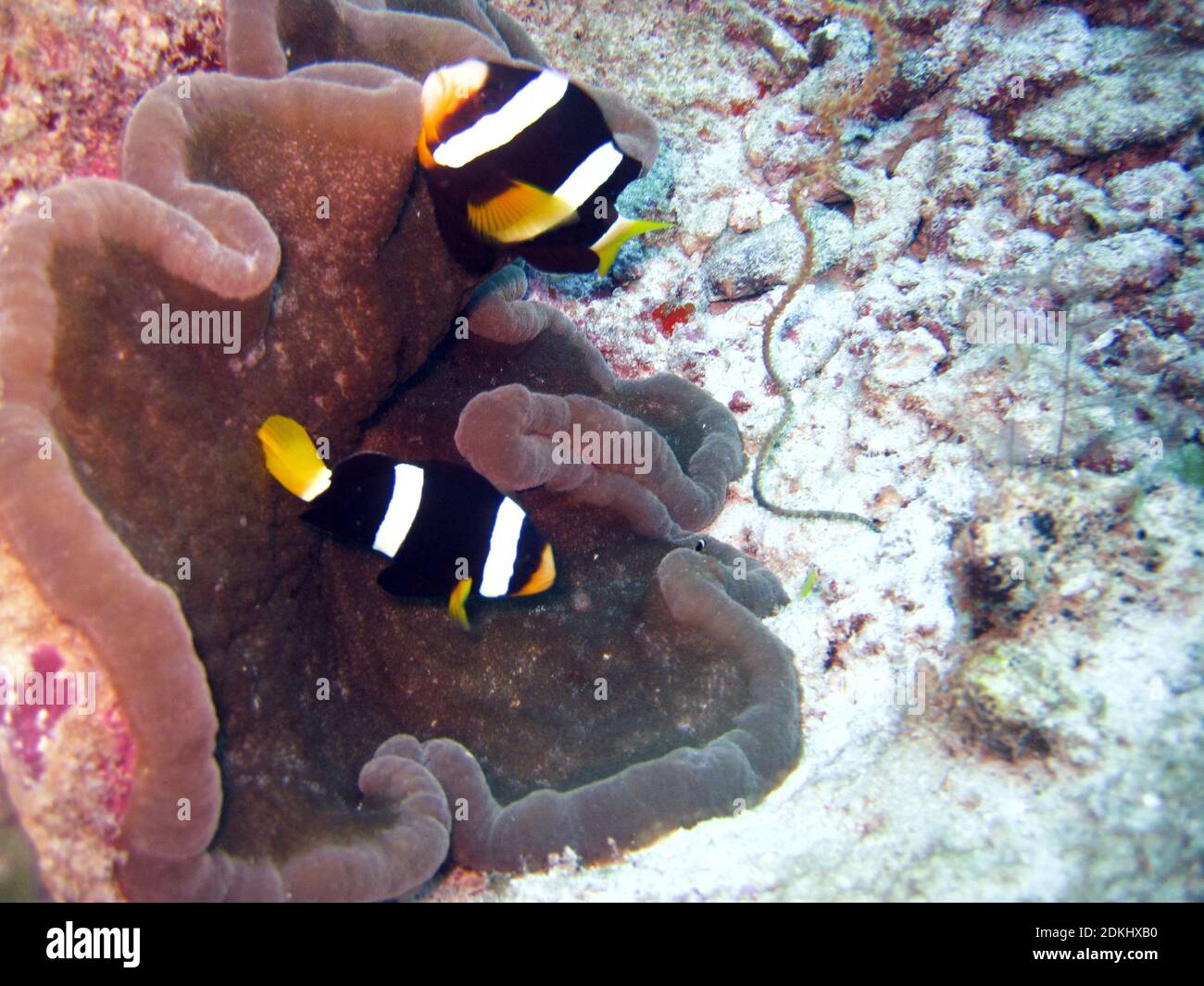Clown turtle hi-res stock photography and images - Alamy