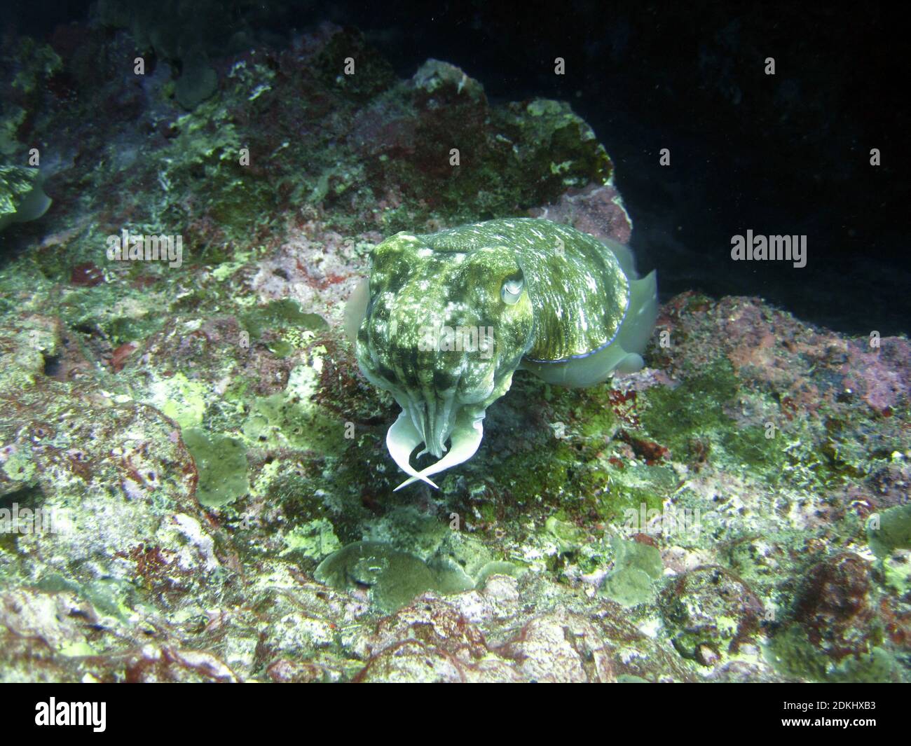 Box of cuttlefish hi-res stock photography and images - Alamy