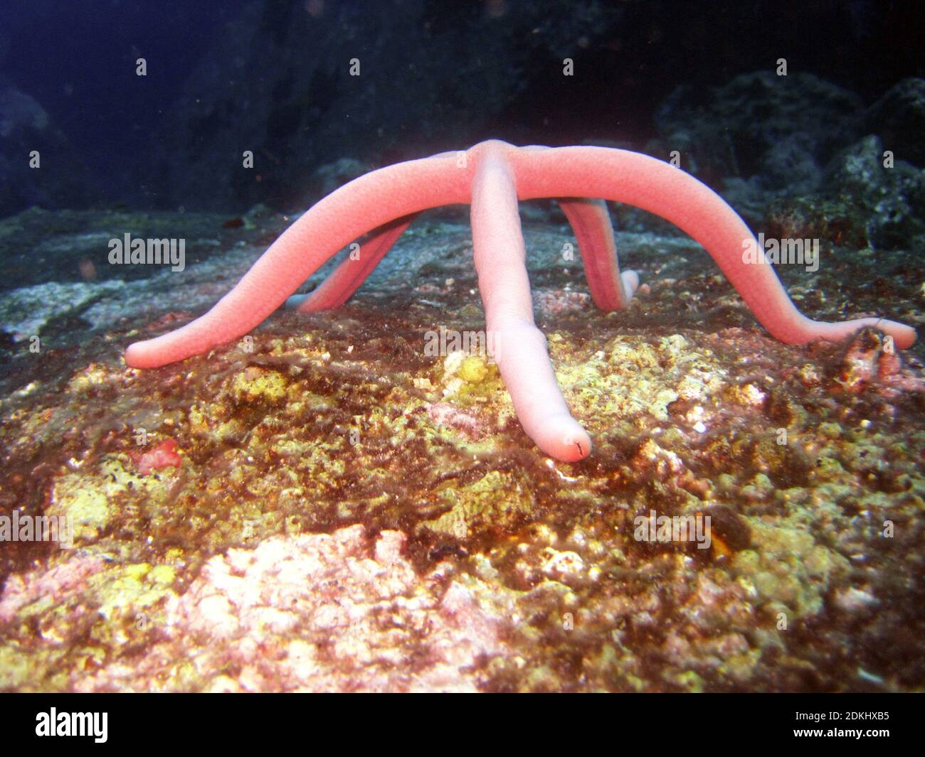 Star eel hi-res stock photography and images - Alamy