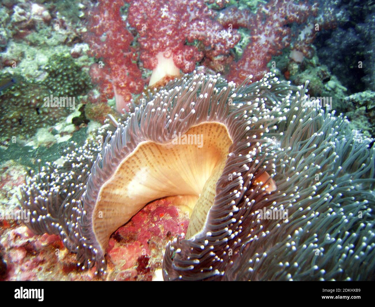 Finding nemo coral Stock Photo - Alamy