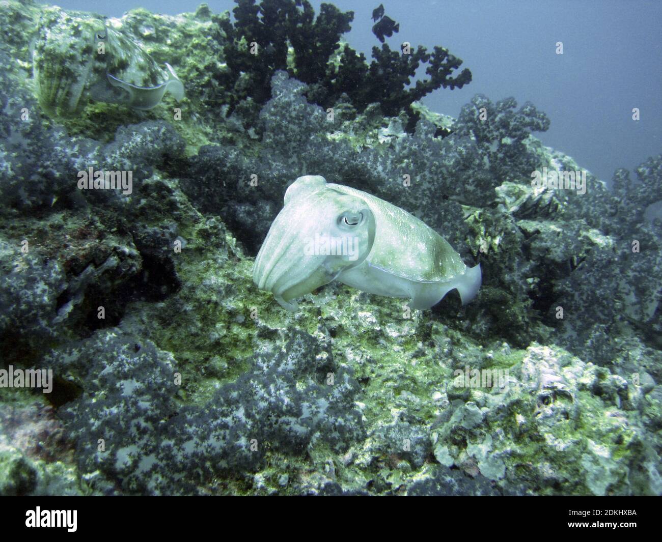 Box of cuttlefish hi-res stock photography and images - Alamy