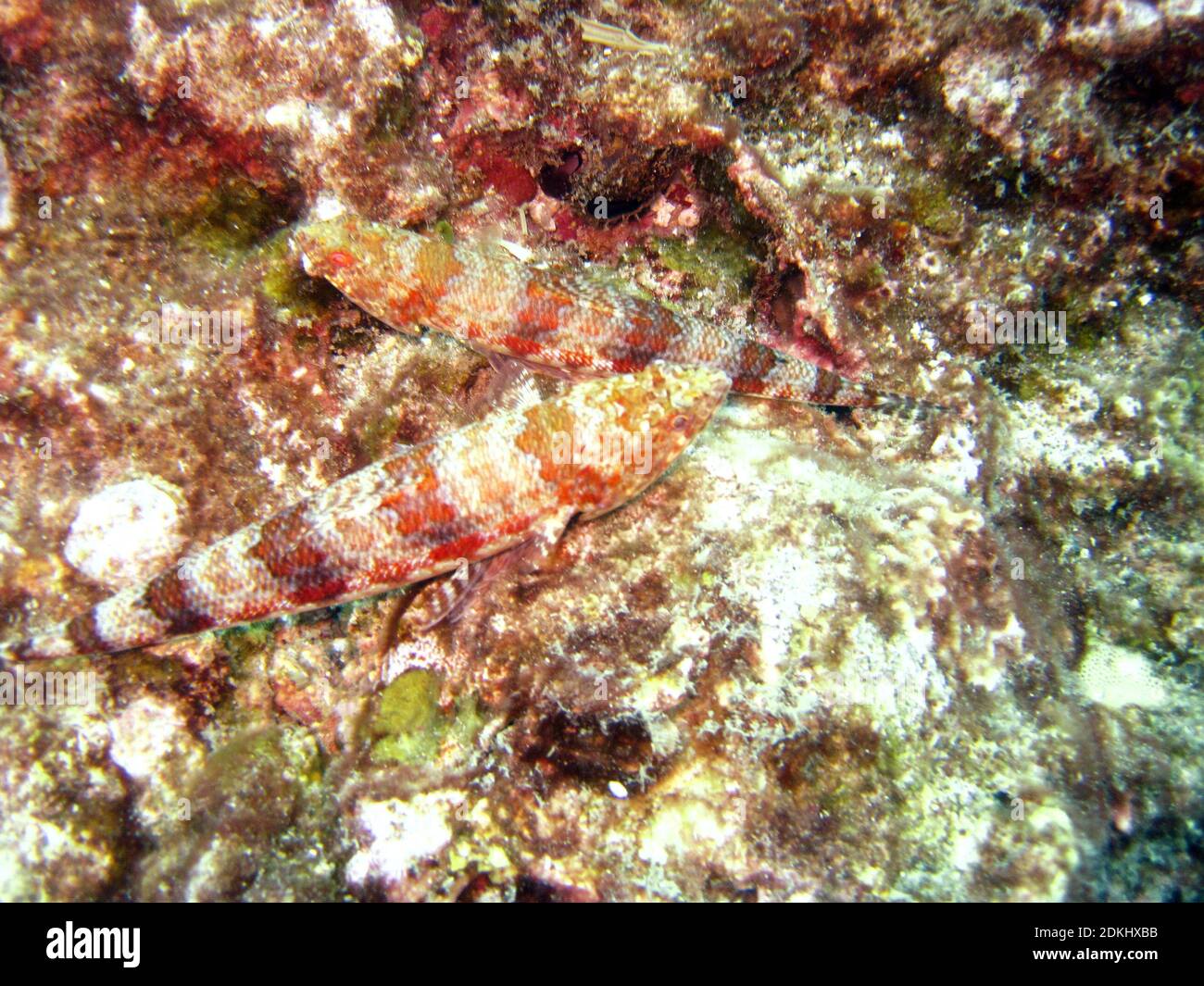 Bonaire fish camouflage hi-res stock photography and images - Alamy