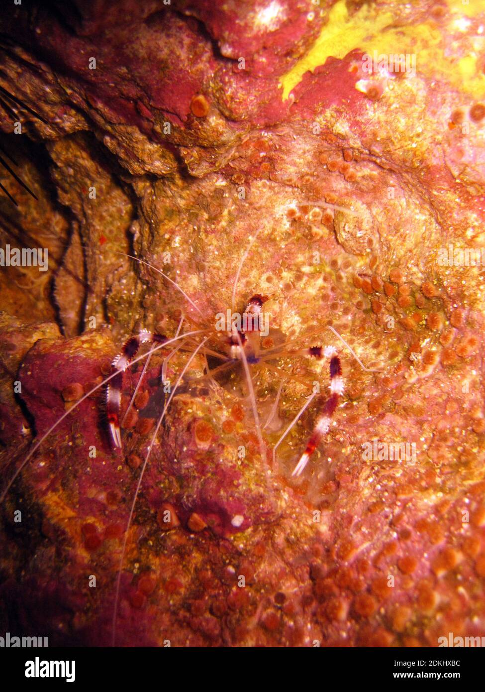 Shrimp snapper hi-res stock photography and images - Alamy