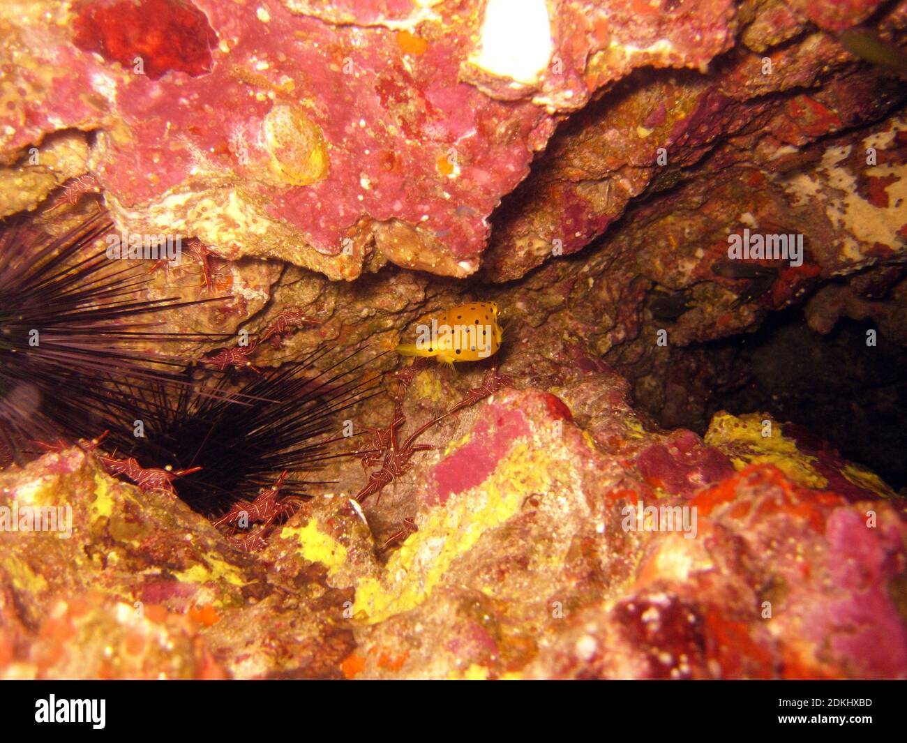 Shrimp and Box fish Stock Photo - Alamy