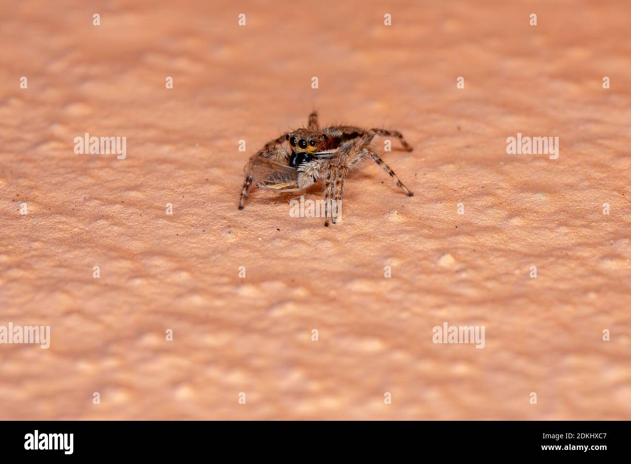 Gray Wall Jumping Spider of the species Menemerus bivittatus Stock ...