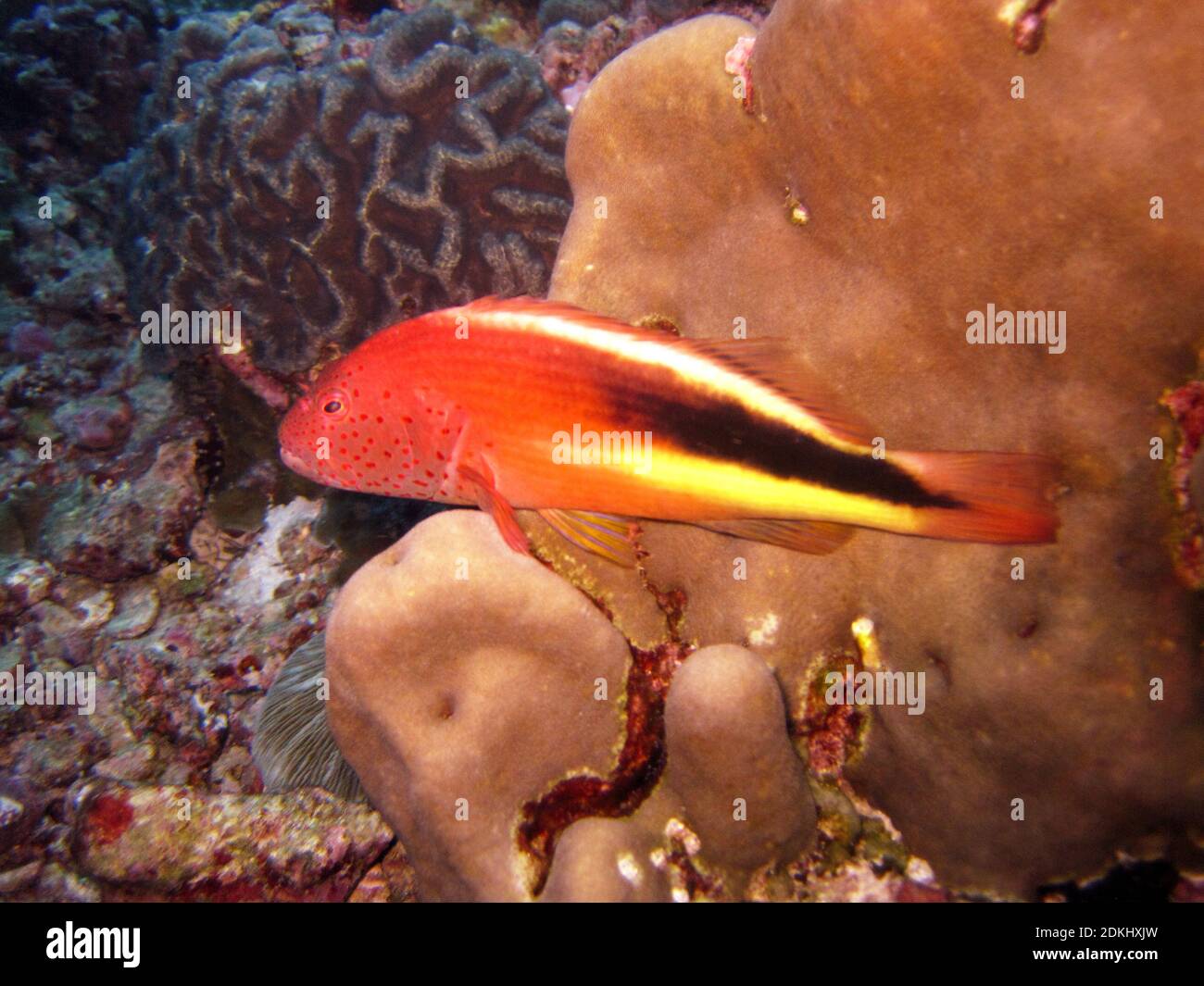 Coral grouper eel hi-res stock photography and images - Alamy