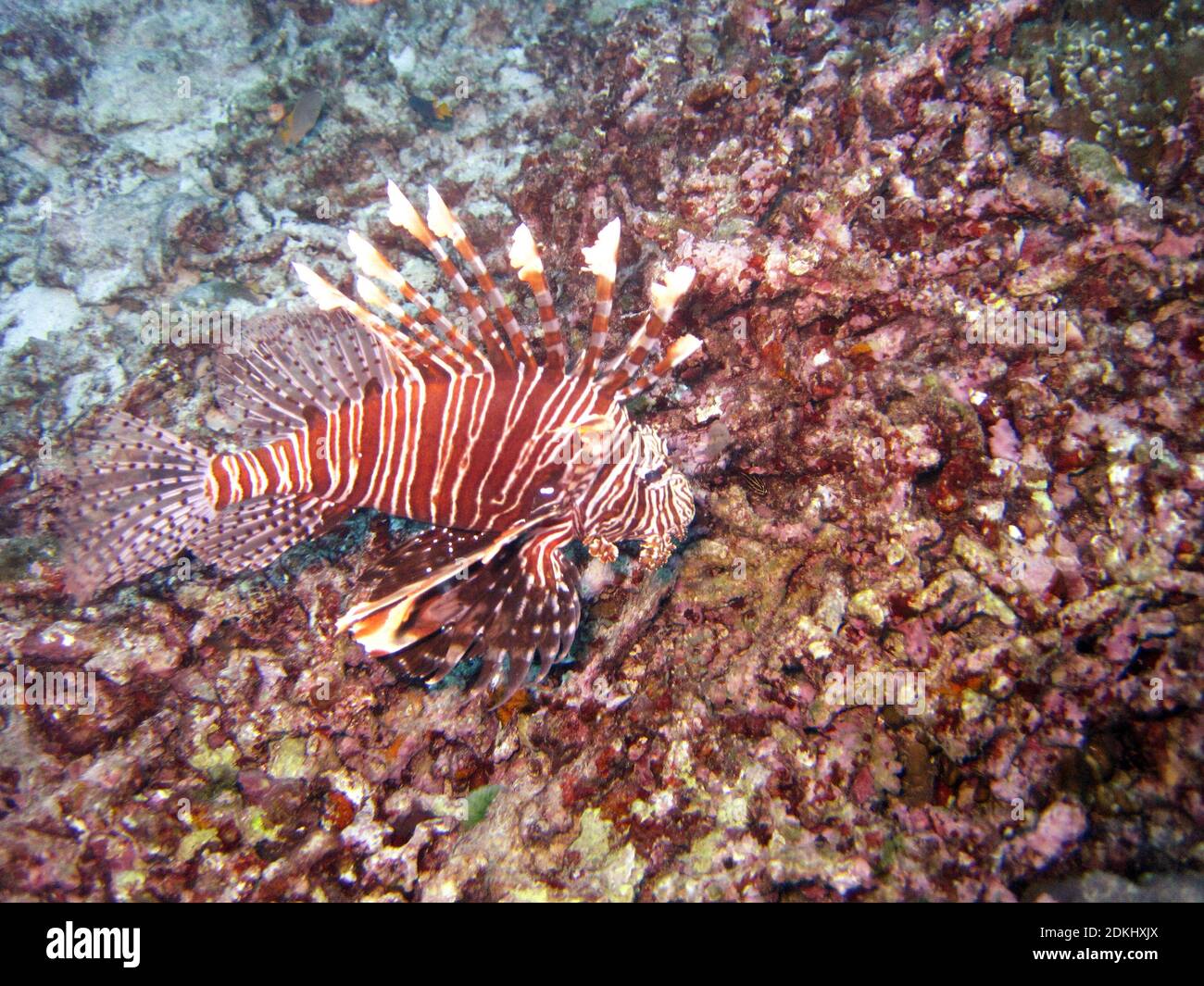 Red sea lion fish octopus hi-res stock photography and images - Alamy