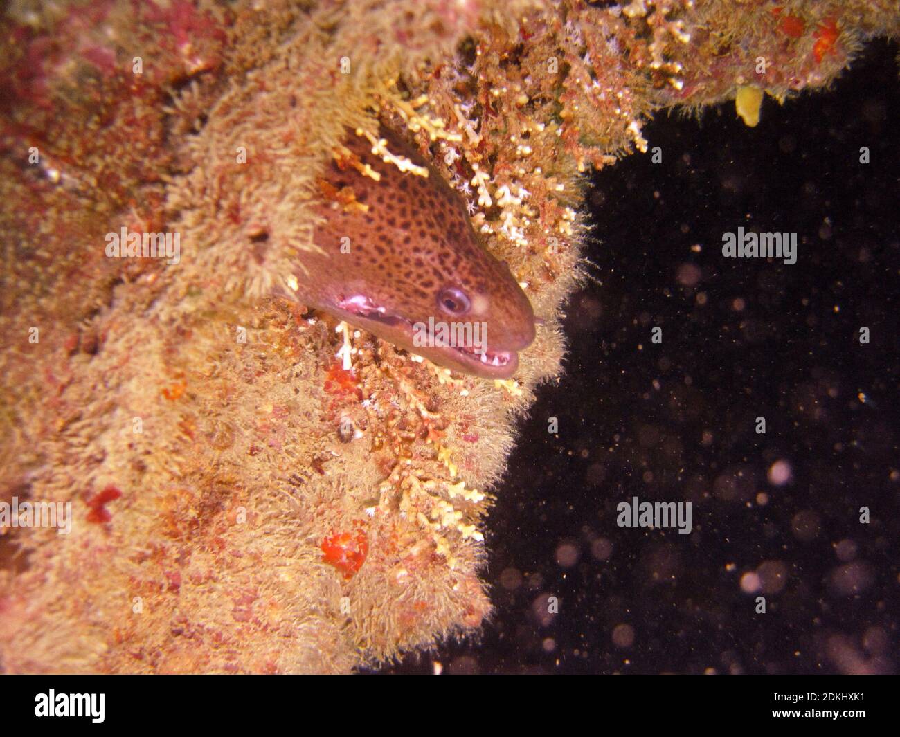 Moray eel grouper hi-res stock photography and images - Alamy