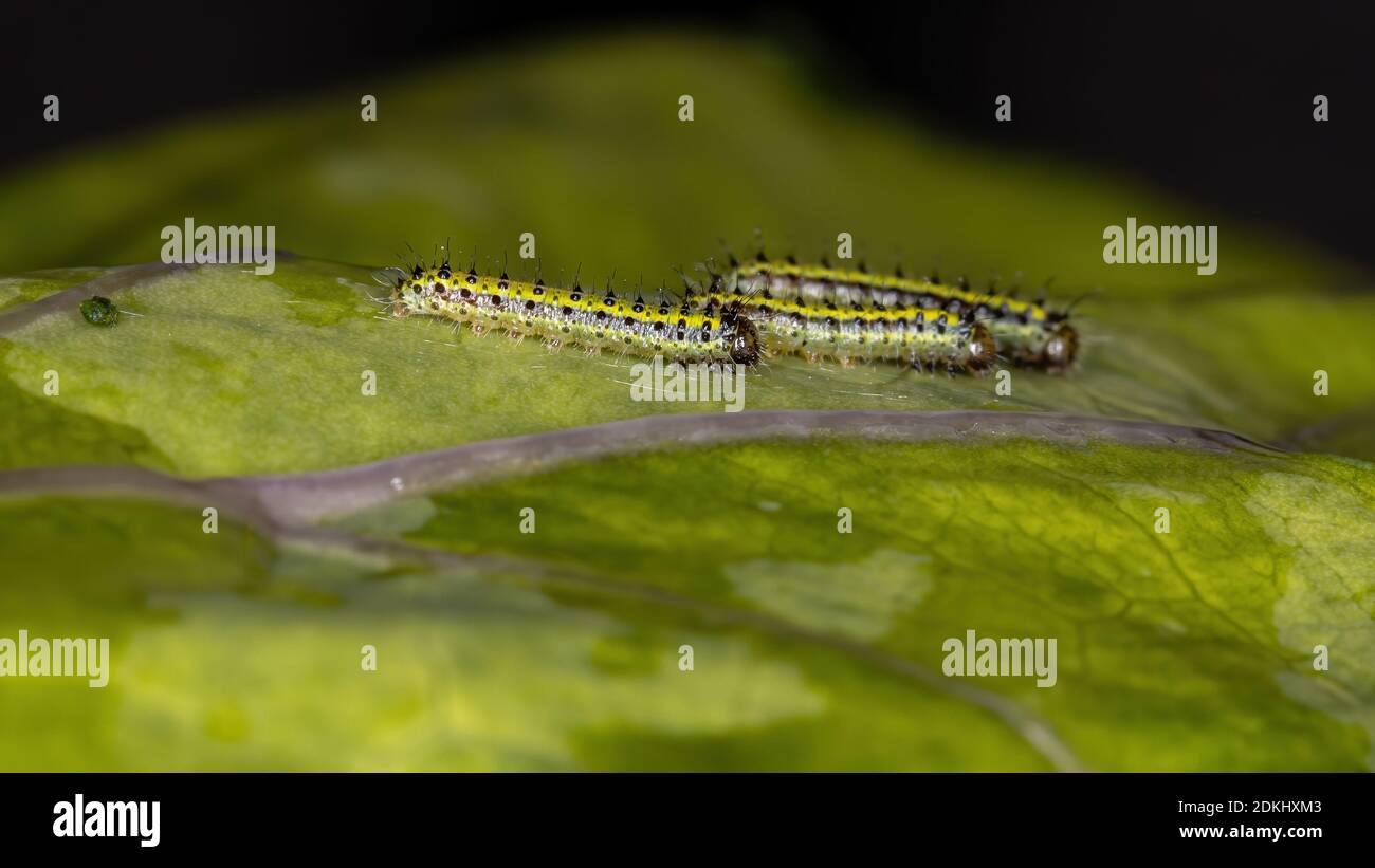 caterpillars of the Subtribe Pierina Stock Photo - Alamy