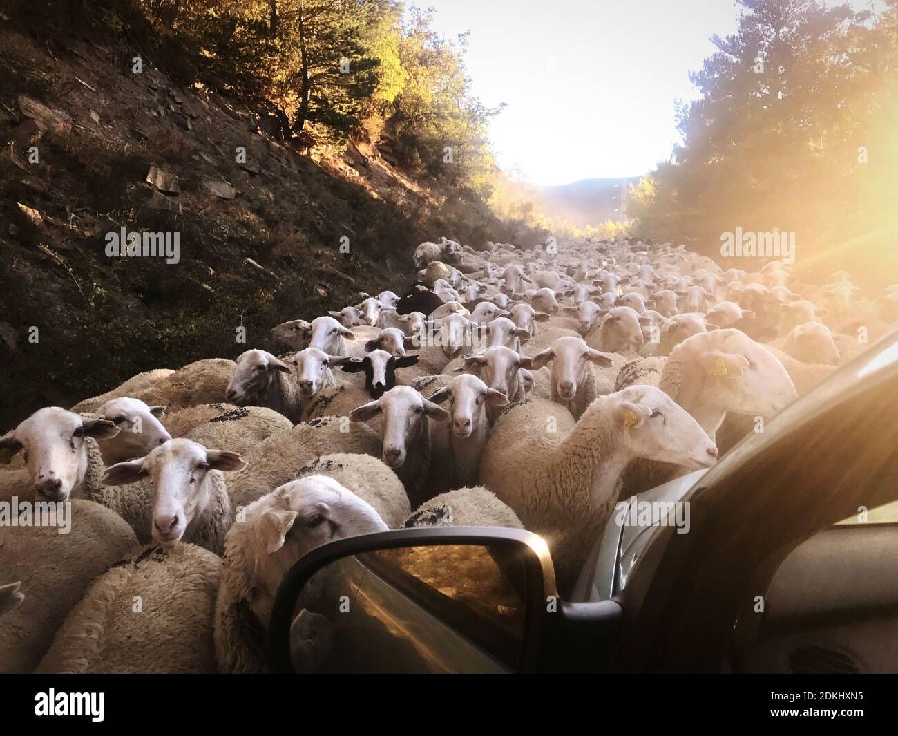Part of a flock of sheep hi-res stock photography and images - Alamy