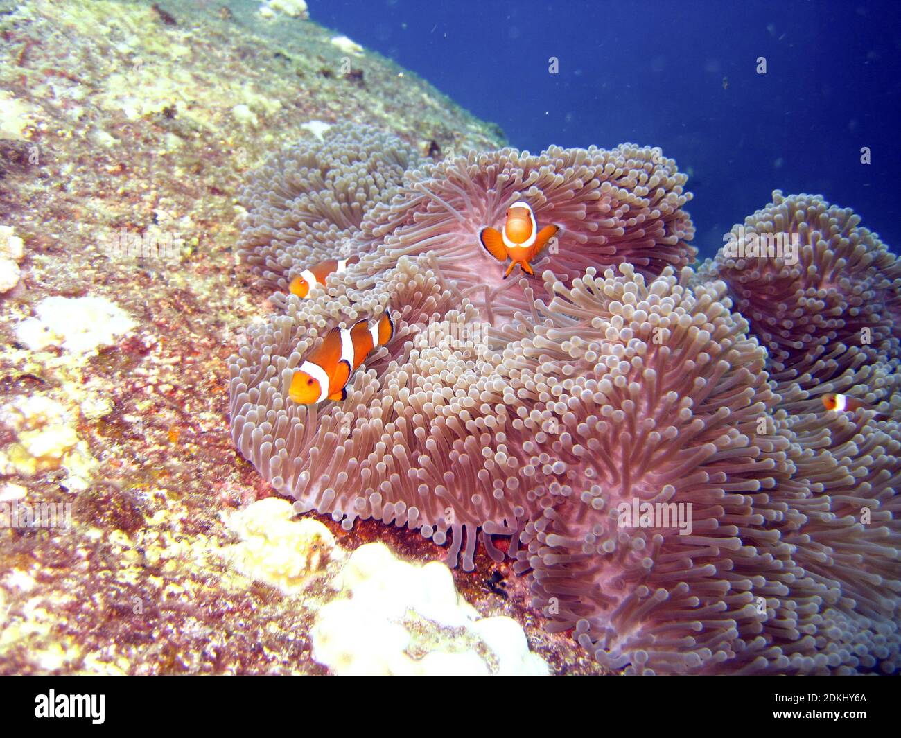Grouper fish and moray eel hi-res stock photography and images - Alamy