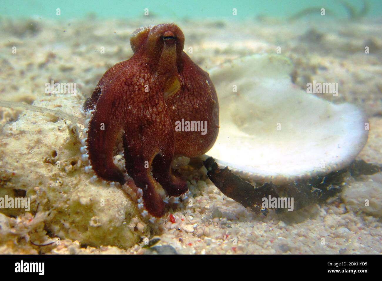 Moray eel octopus hi-res stock photography and images - Alamy