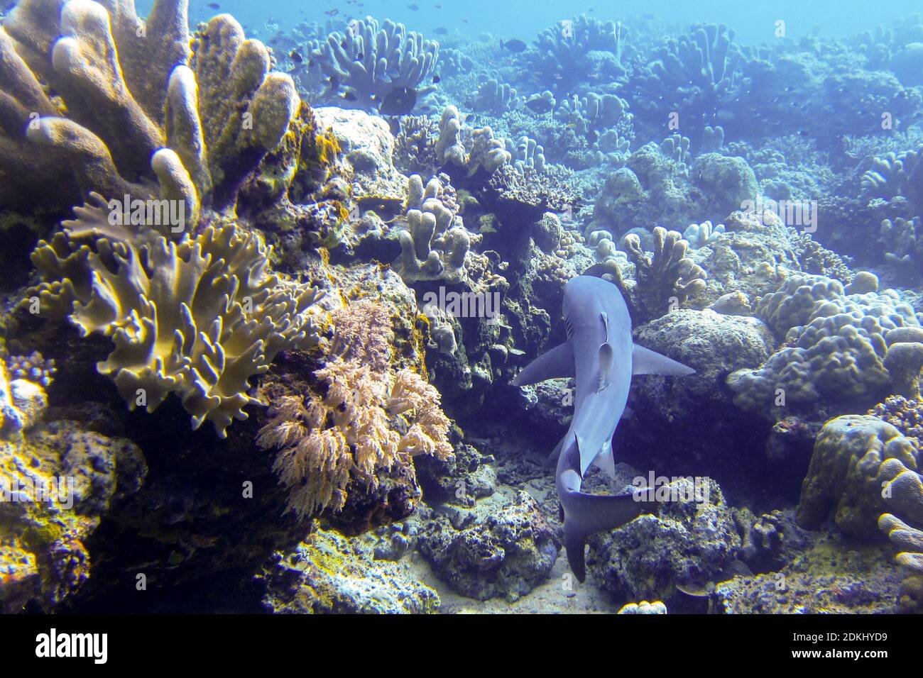Lobster shark hi-res stock photography and images - Alamy