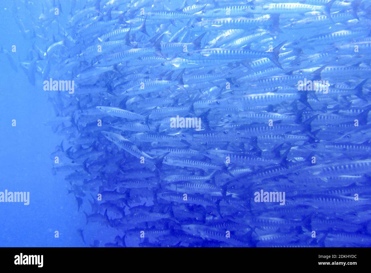 Tornado of fish hi-res stock photography and images - Alamy