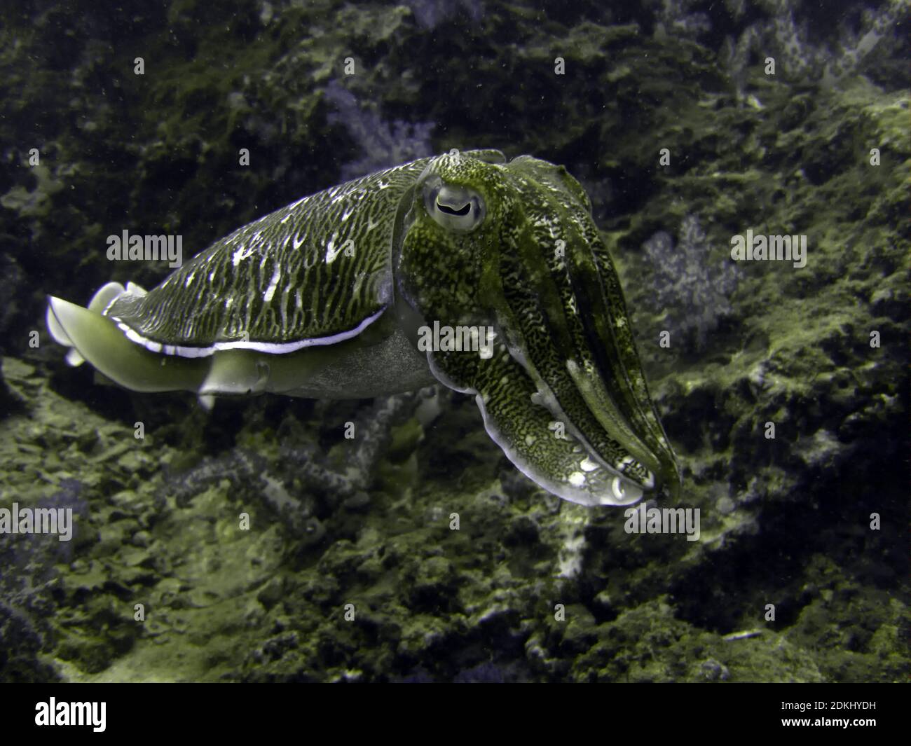 Box of cuttlefish hi-res stock photography and images - Alamy