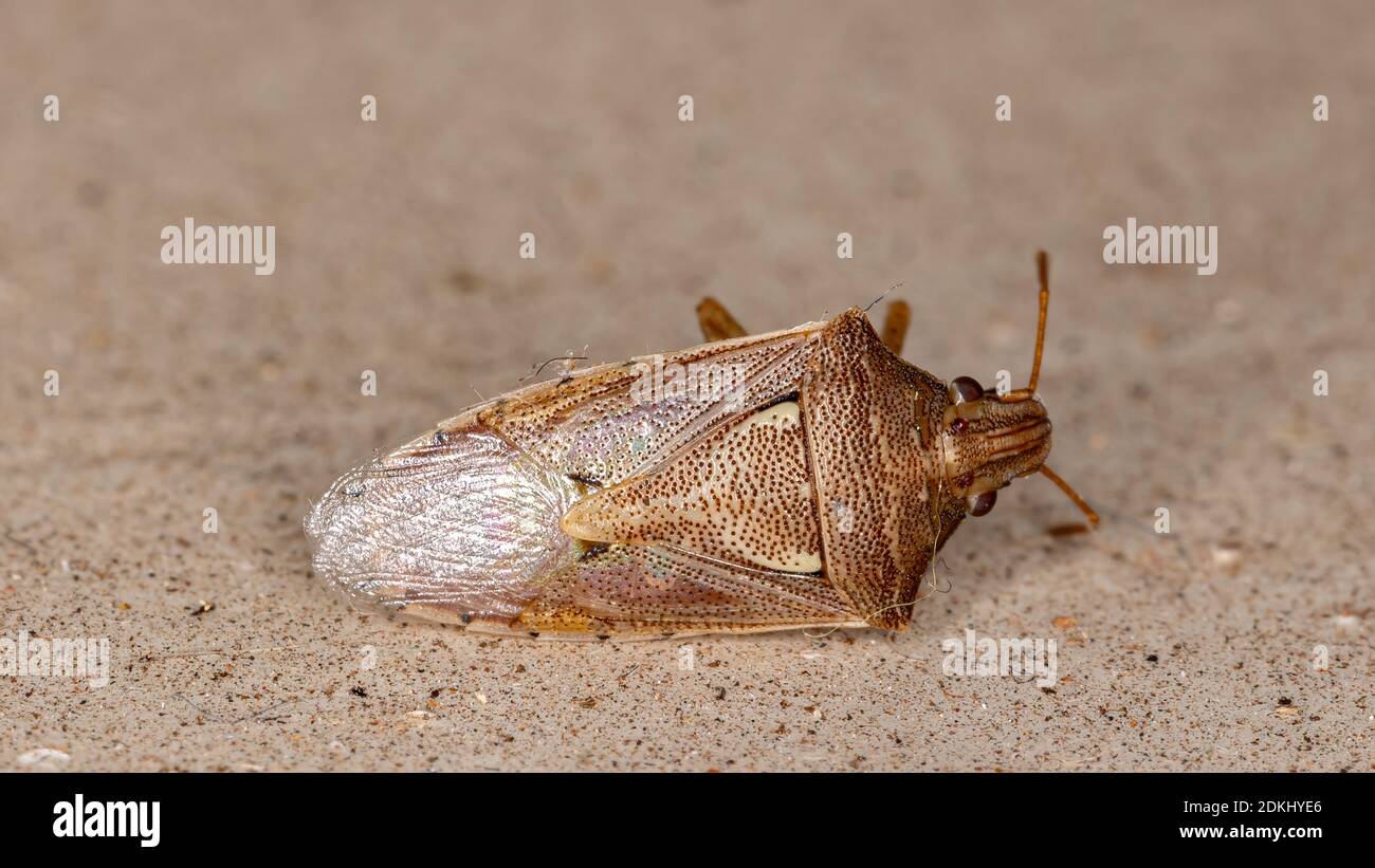 Dead stink bug hi-res stock photography and images - Alamy