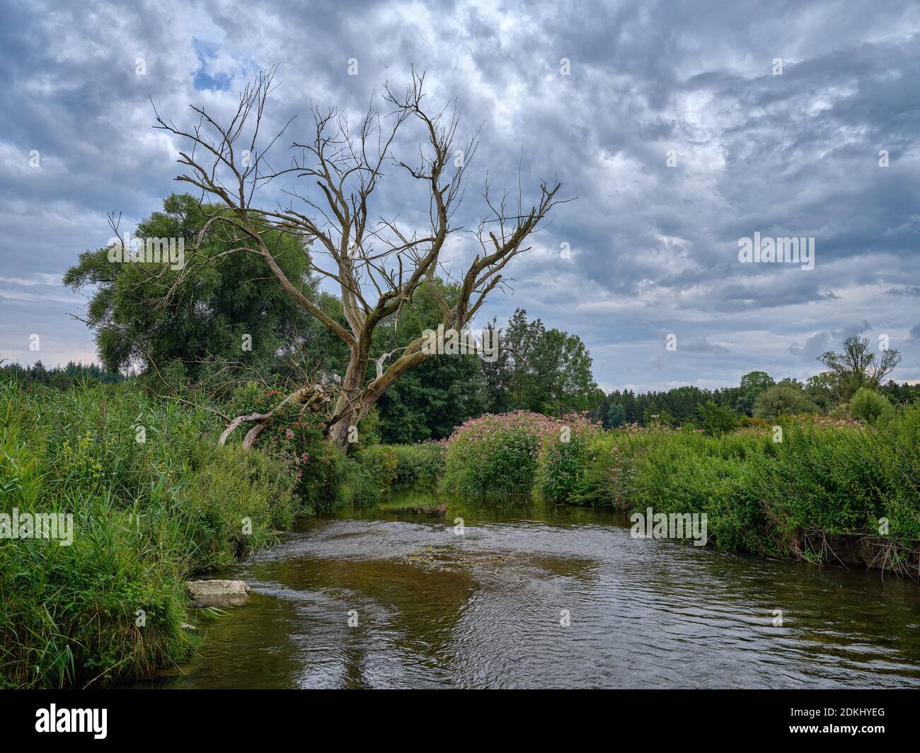 River, flowing water, floodplain, alluvial forest, forest, tree, trees ...