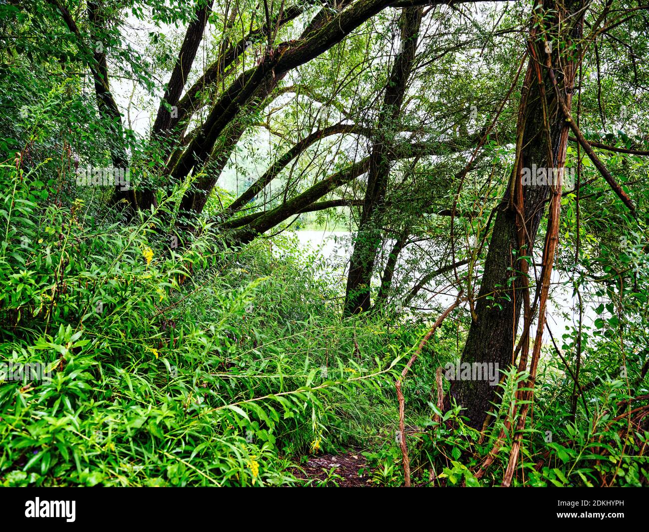 Aue, alluvial forest, forest, deciduous forest, softwood, softwood ...
