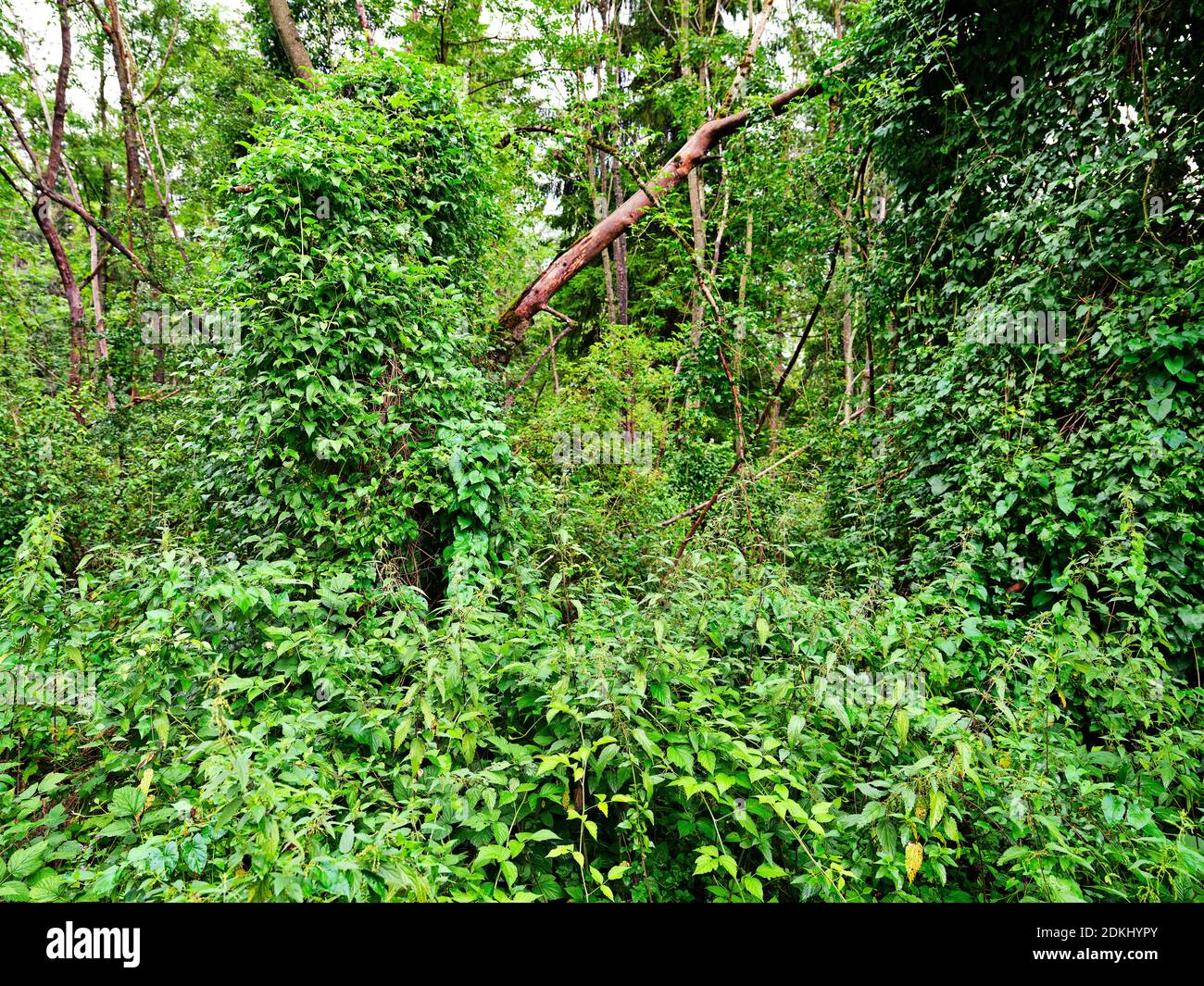 Aue, alluvial forest, forest, deciduous forest, softwood, softwood ...