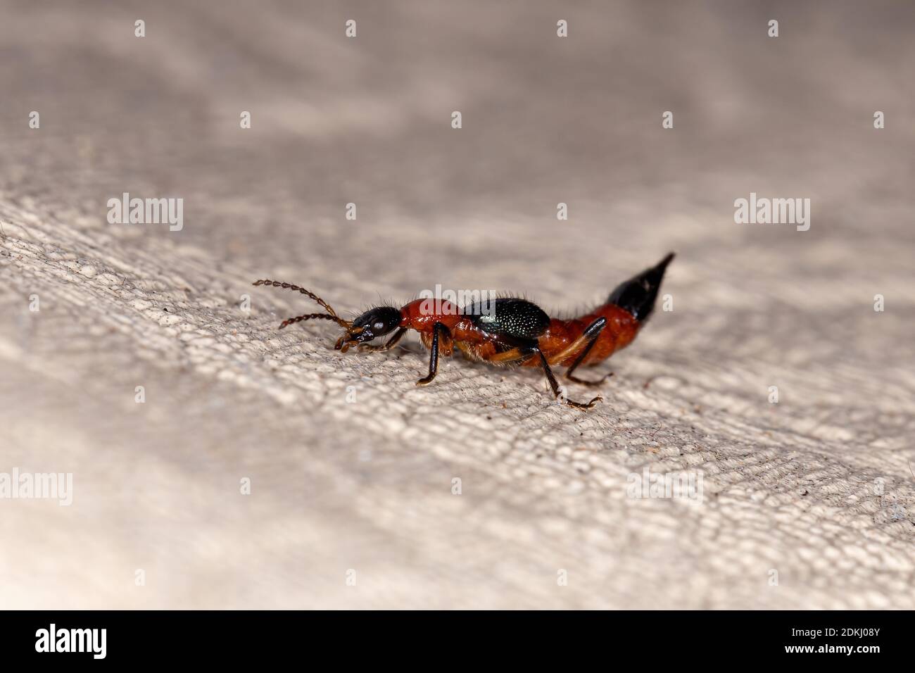 Whiplash Beetle of the Genus Paederus Stock Photo - Alamy
