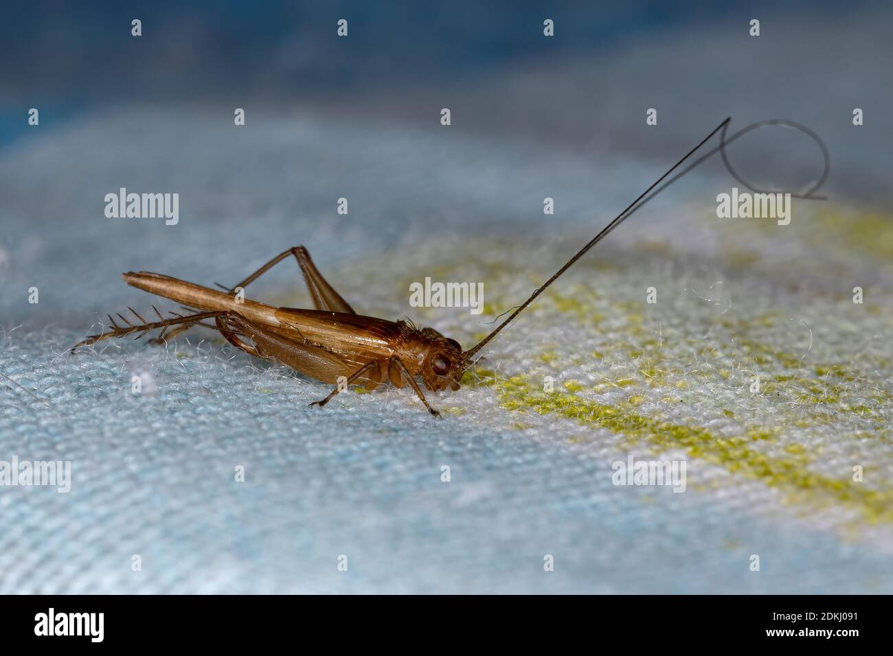 Ground Cricket of the Family Trigonidiidae Stock Photo - Alamy