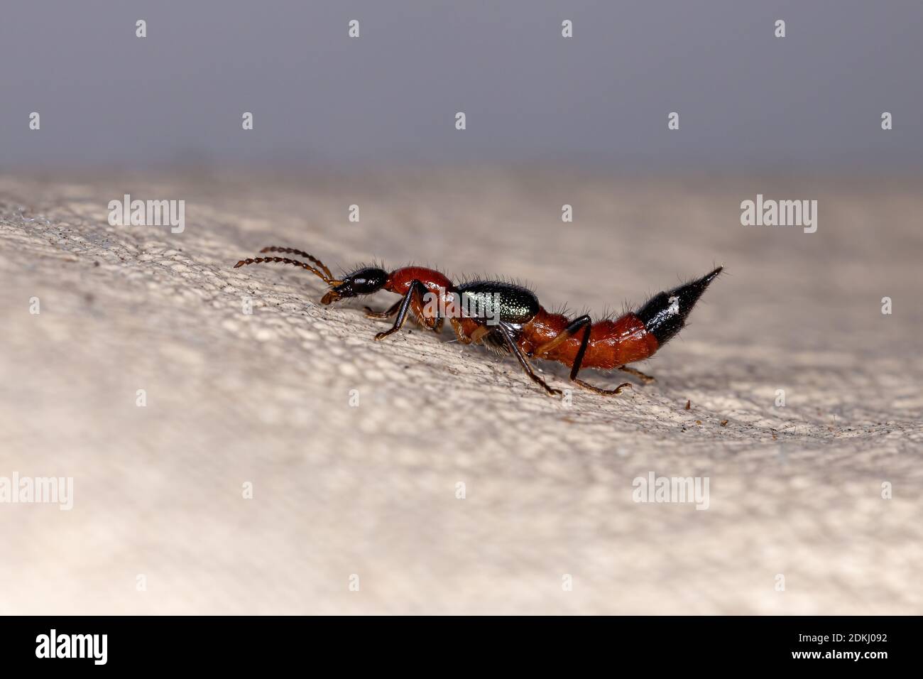 Paederus dermatitis hi-res stock photography and images - Alamy