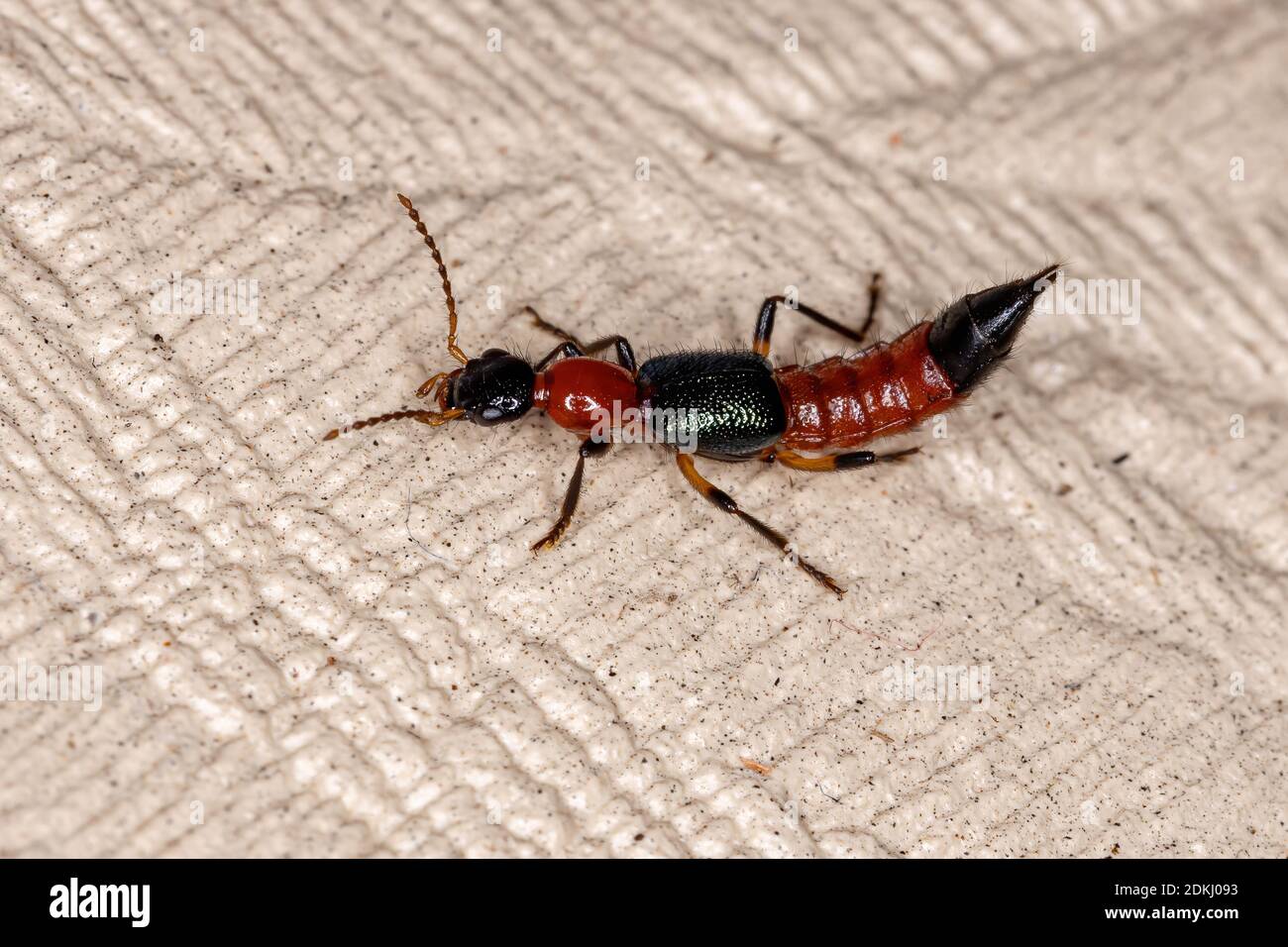 Whiplash Beetle of the Genus Paederus Stock Photo - Alamy