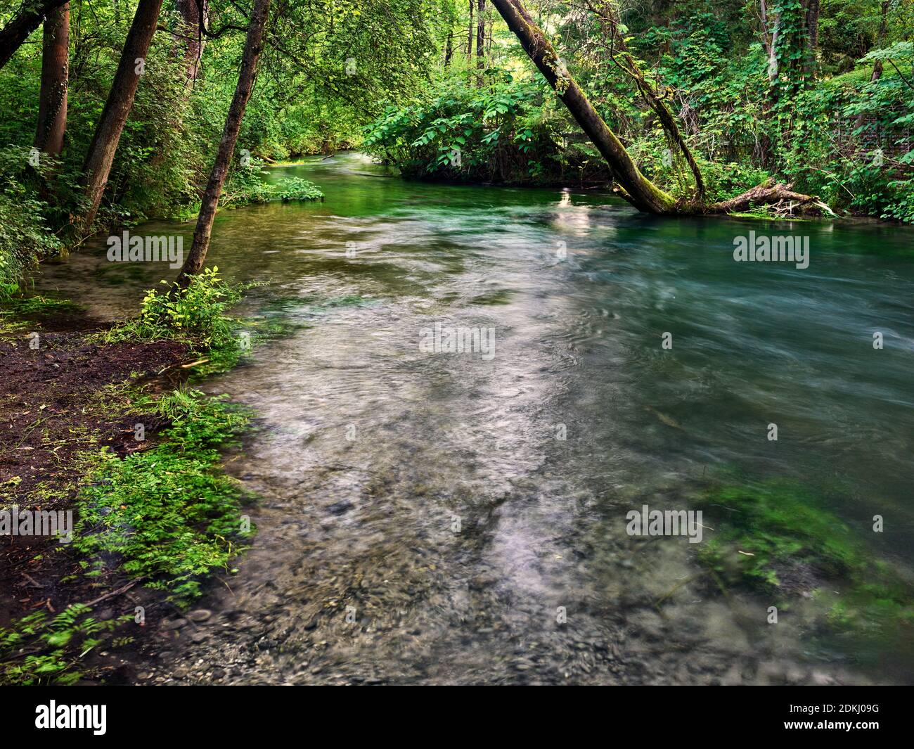 Floodplain, floodplain, alluvial forest, forest, river, flowing water ...