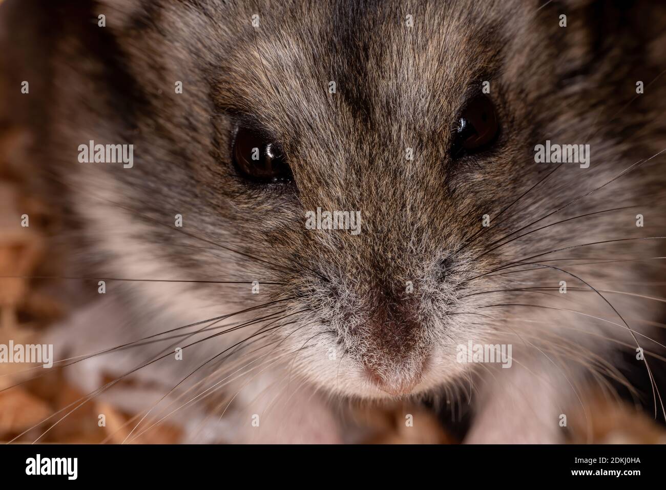 Campbell's dwarf hamster of the species Phodopus campbelli Stock Photo ...