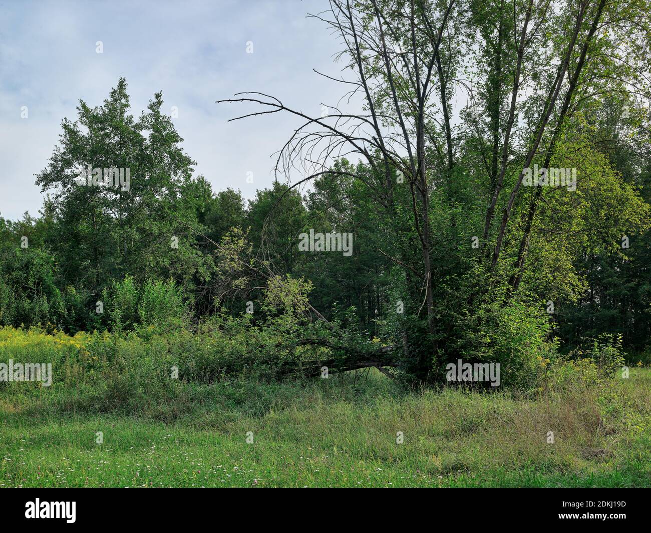 Floodplain, floodplain, alluvial forest, forest, fields, dike, field ...