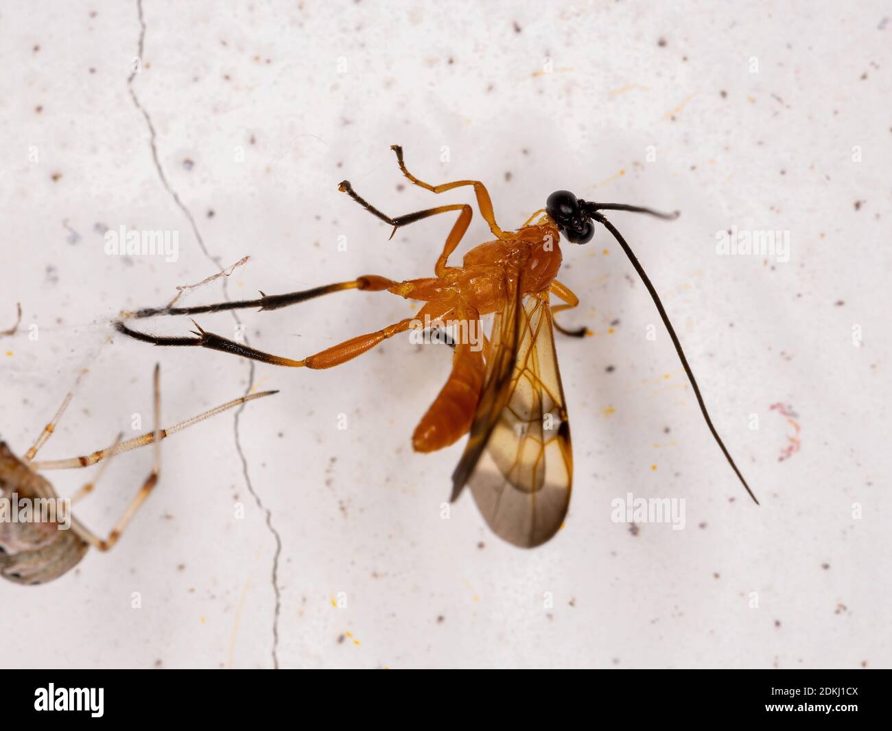 Ichneumonid Wasp of the Superfamily Ichneumonoidea Stock Photo - Alamy
