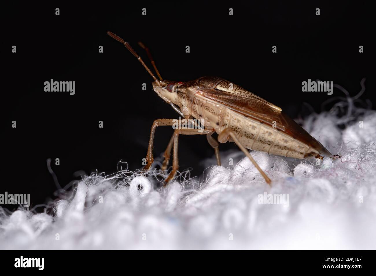 Dead stink bug hi-res stock photography and images - Alamy