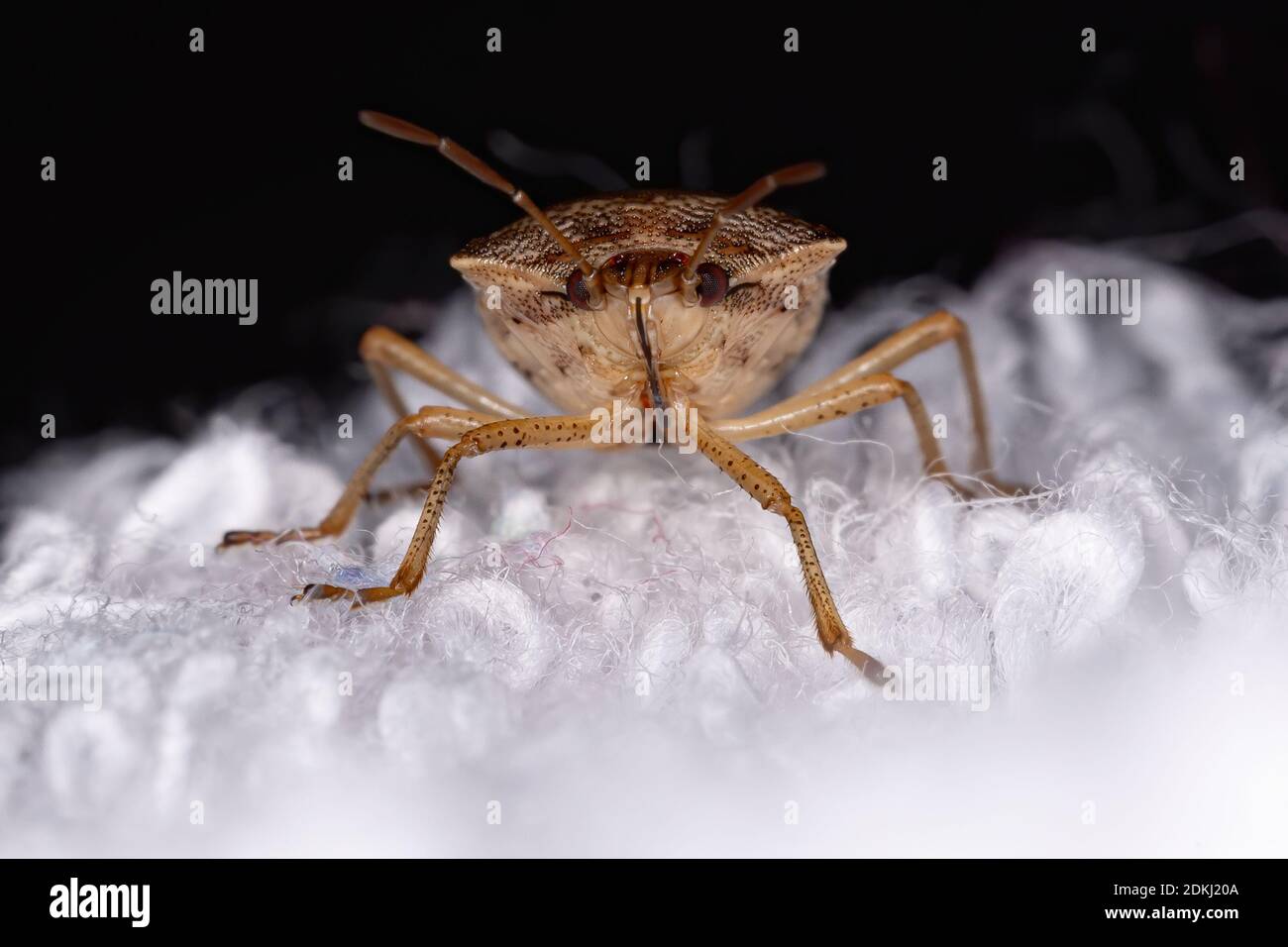 Stink Bug of the Genus Oebalus dead Stock Photo - Alamy