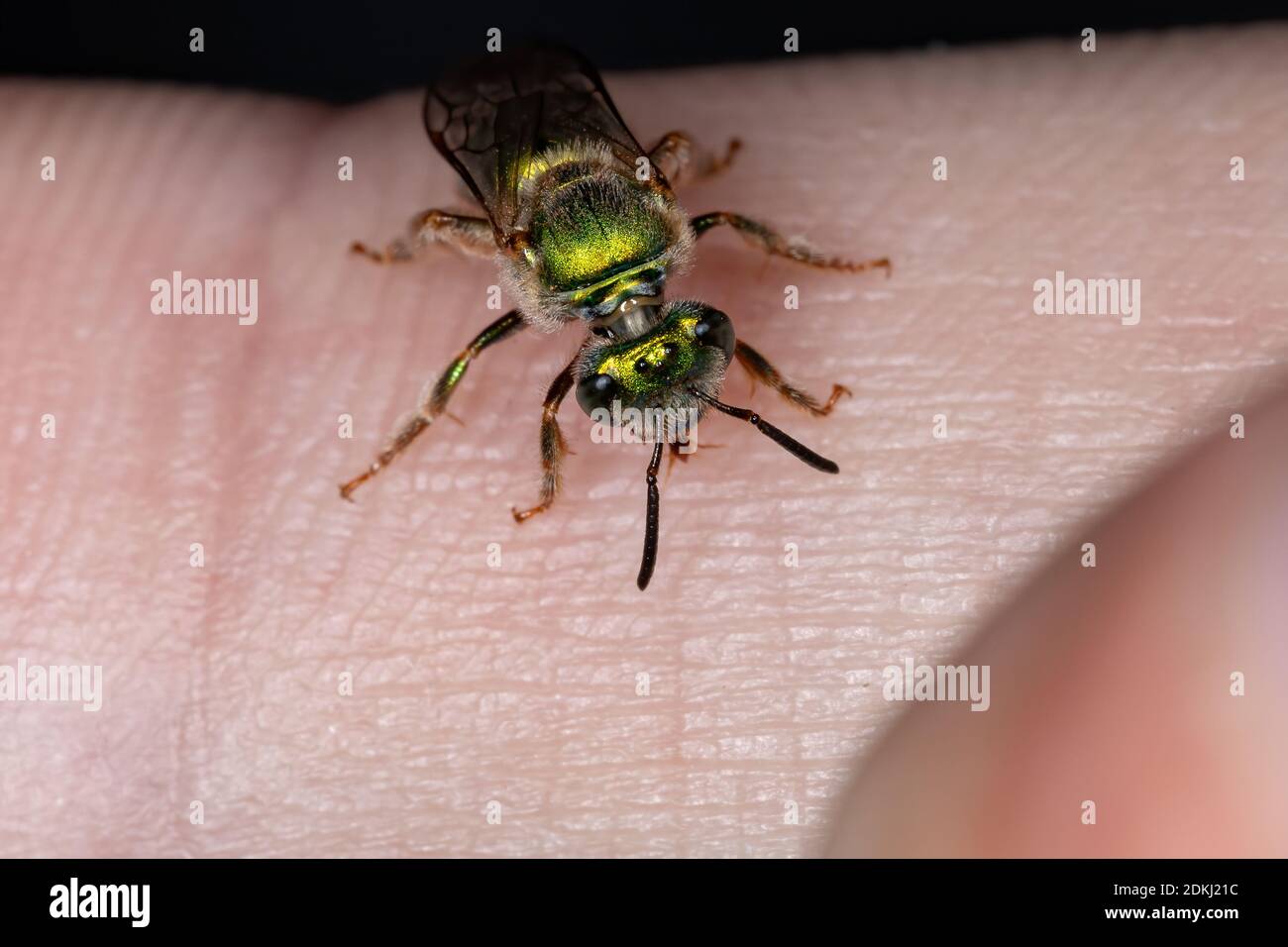 Augochlorine Sweat Bee of the Tribe Augochlorini Stock Photo - Alamy