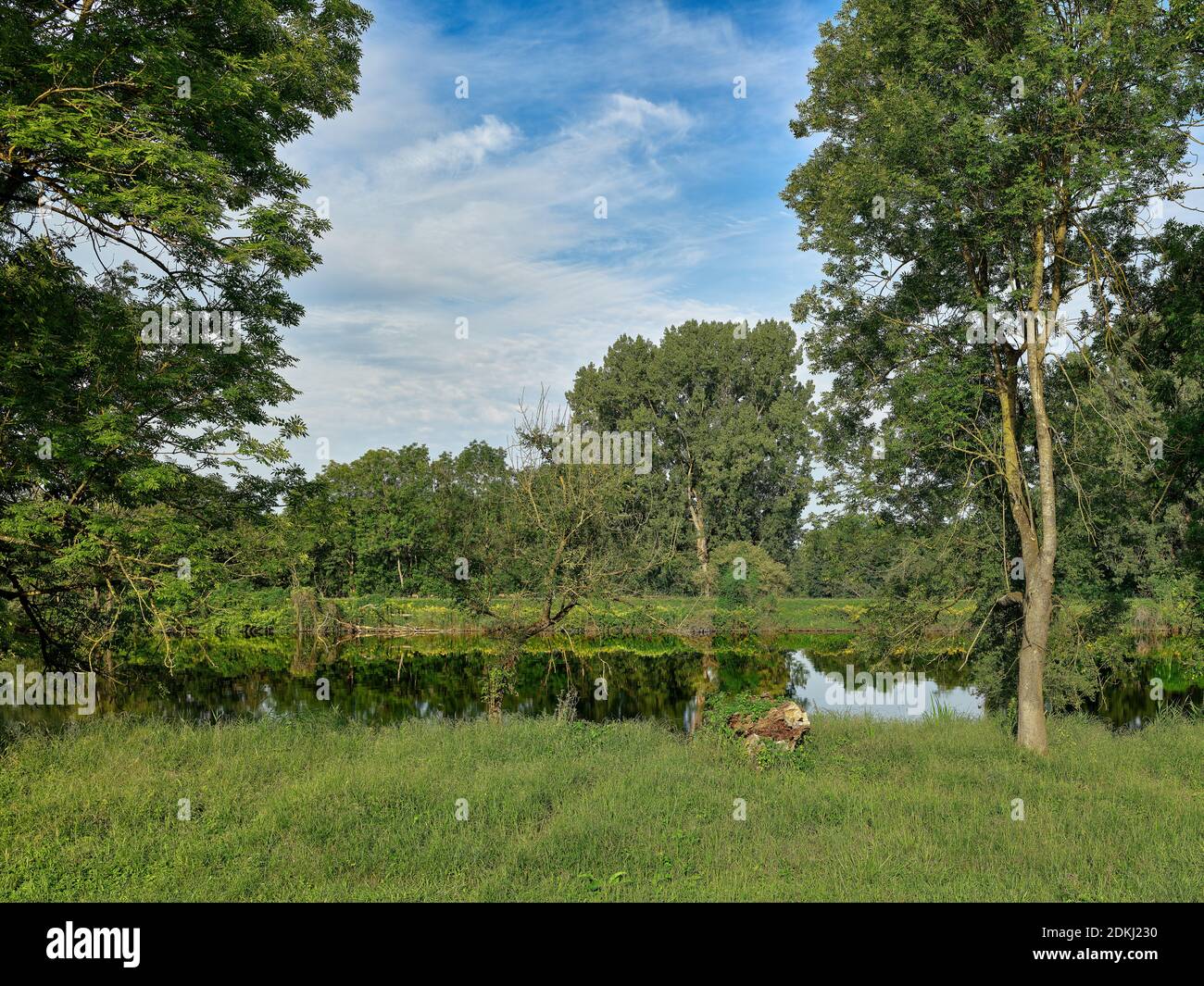 Floodplain, floodplain, alluvial forest, forest, river, flowing water ...