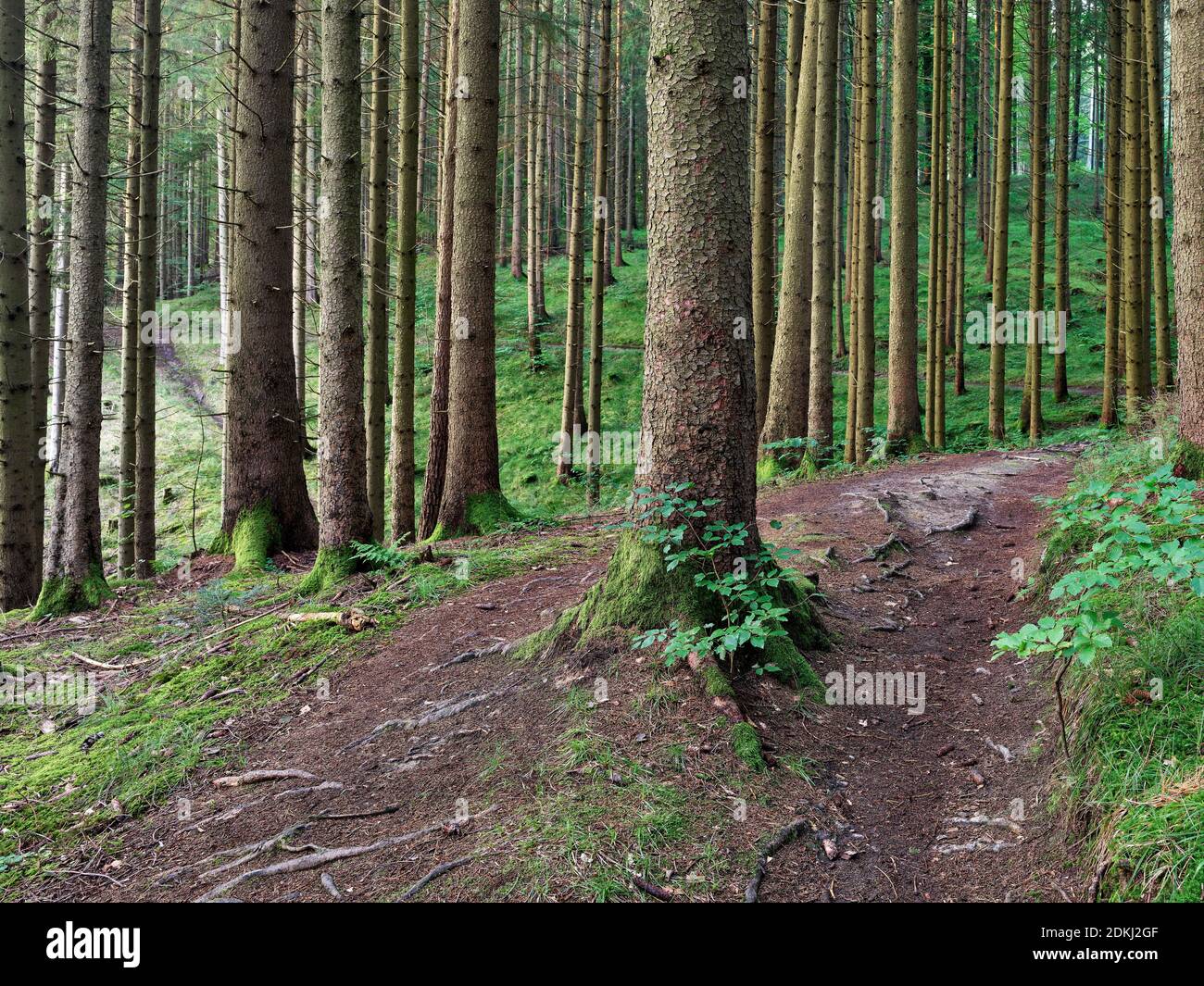 Forest, forest, forest plantation, mixed forest nature park, trees ...