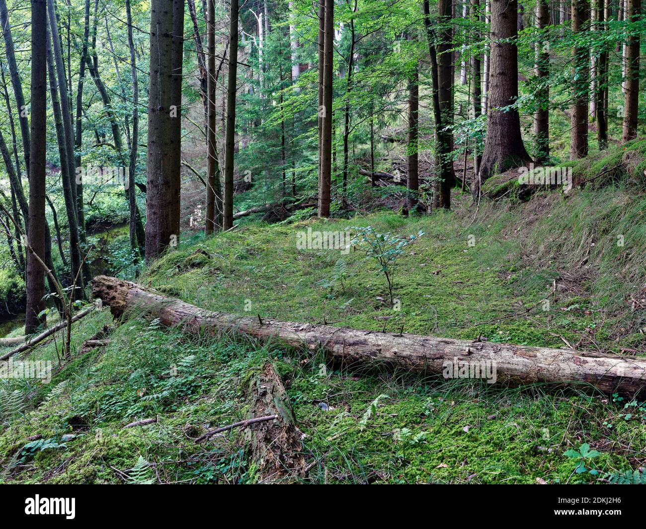 Forest, forest, forest plantation, mixed forest nature park, trees ...