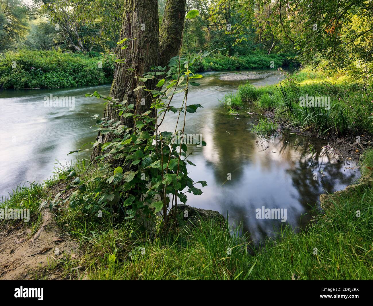 River, flowing water, floodplain, alluvial forest, forest, tree, trees ...