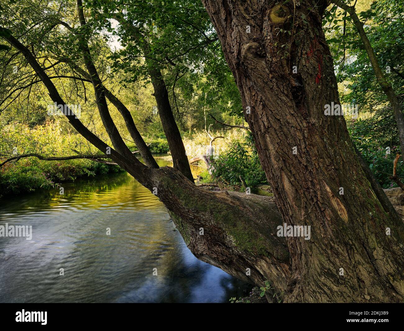River, flowing water, floodplain, alluvial forest, forest, tree, trees ...