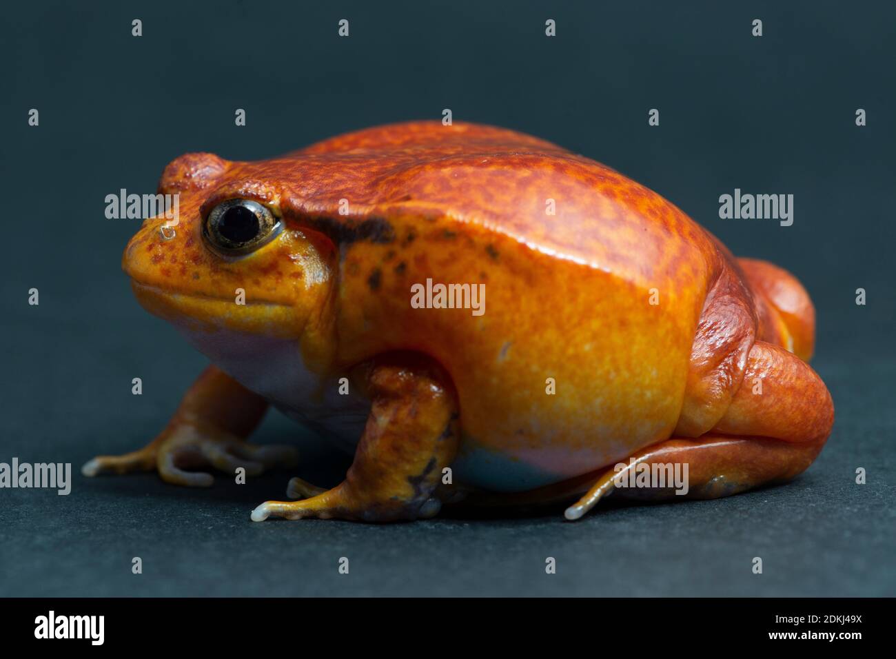 Funny frog photo hi-res stock photography and images - Alamy