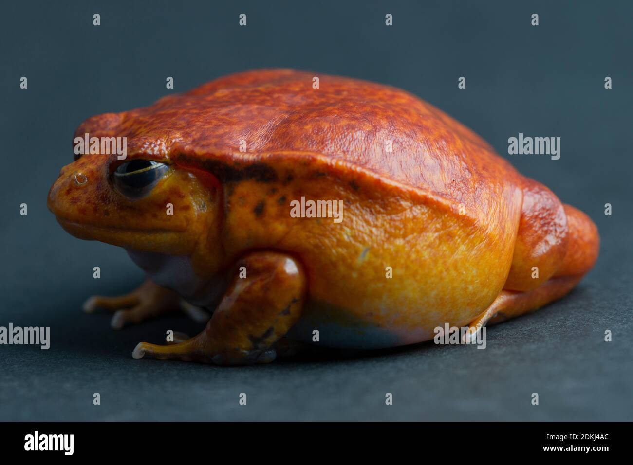 Slimy Frog