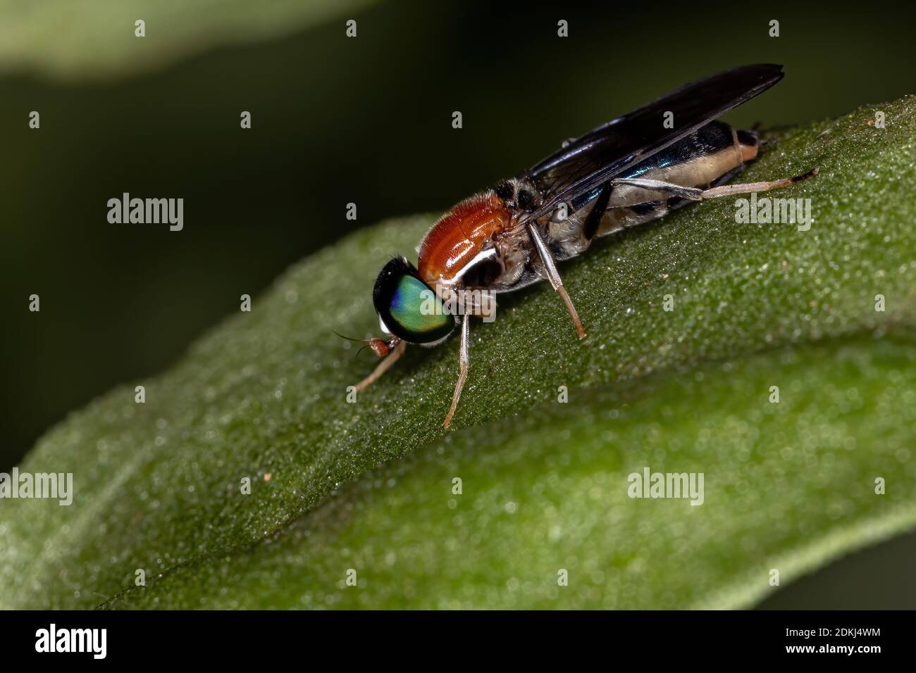 Soldier Fly of the genus Sargus Stock Photo - Alamy