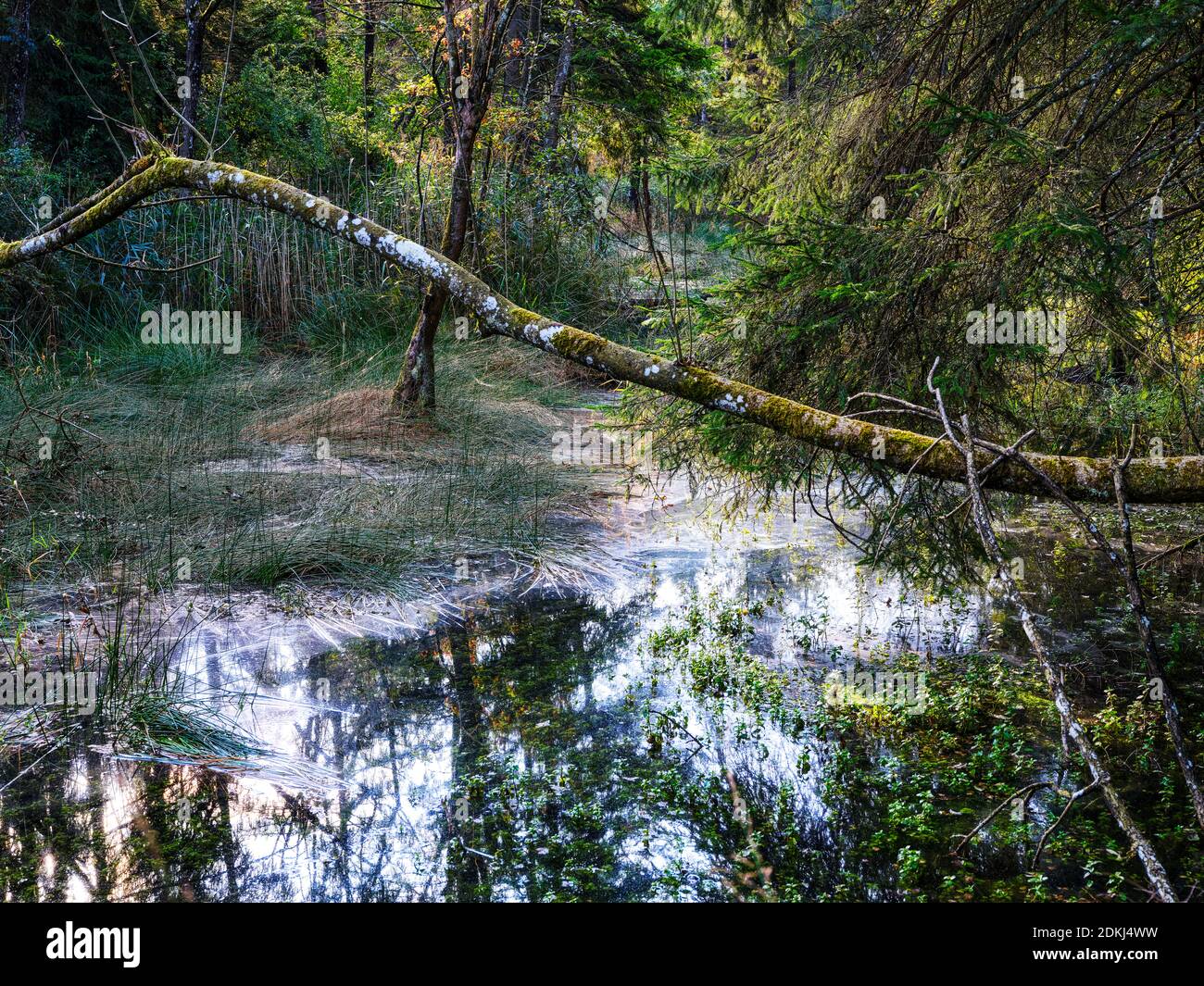 Brook, wood, floodplain, alluvial forest, dead wood, autumn, morning ...